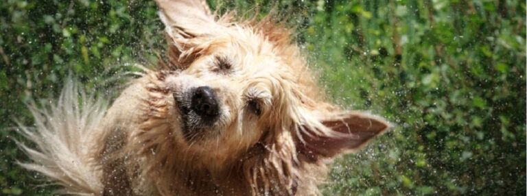 7 Reasons For Your Dog Shivering and Trembling