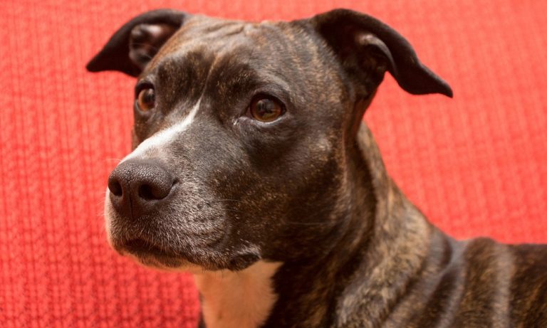 20 Blue Dog Breeds That You’ll Love – Dog Guide Reviews