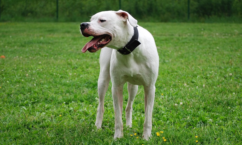 Top 20 Spotted Dog Breeds – Dog Guide Reviews