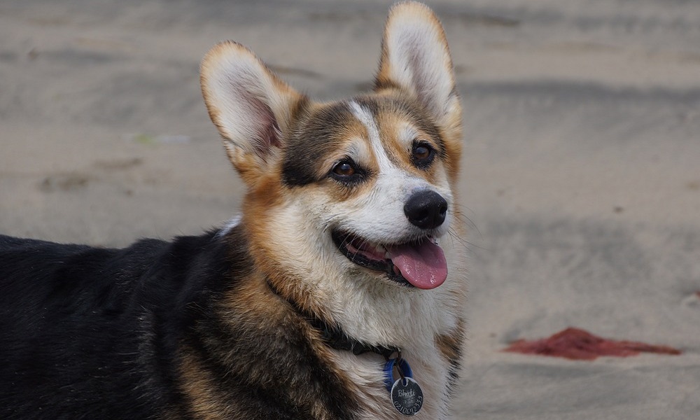 Top 20 Spotted Dog Breeds – Dog Guide Reviews