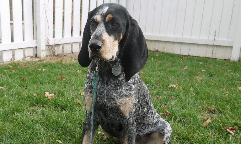 Top 20 Spotted Dog Breeds – Dog Guide Reviews