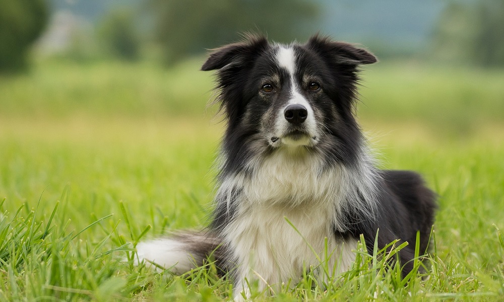 Top 20 Spotted Dog Breeds – Dog Guide Reviews