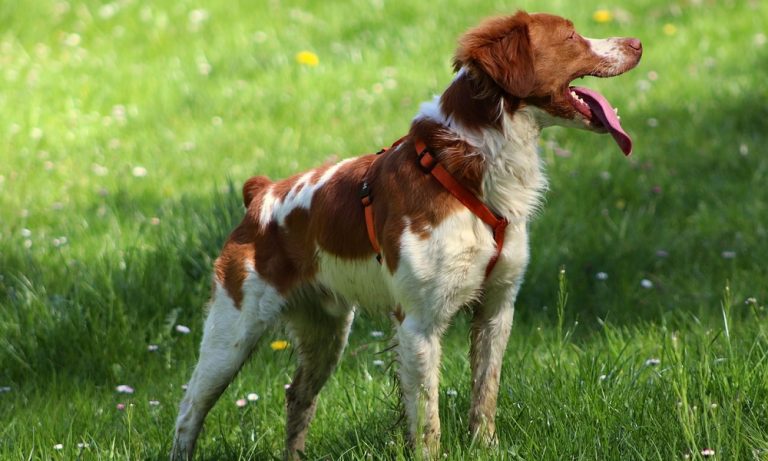 Top 20 Spotted Dog Breeds – Dog Guide Reviews