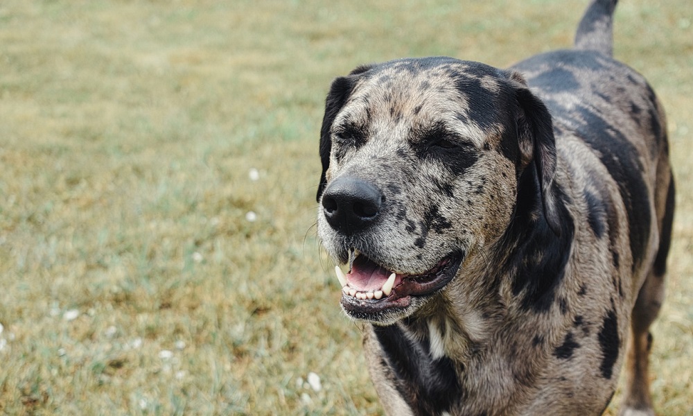 Top 20 Spotted Dog Breeds – Dog Guide Reviews