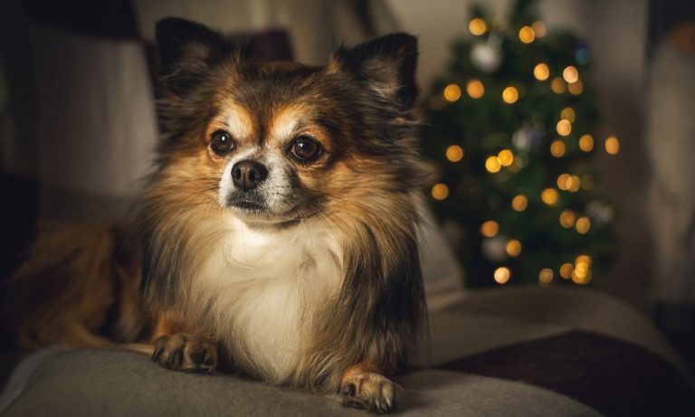 20 Blue Dog Breeds That You’ll Love – Dog Guide Reviews