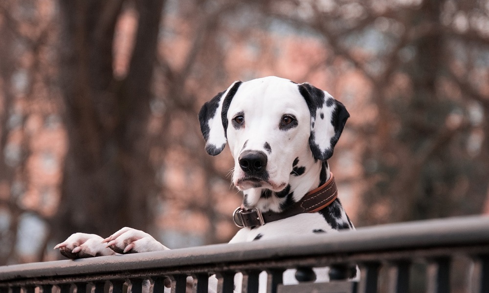 Top 20 Spotted Dog Breeds – Dog Guide Reviews