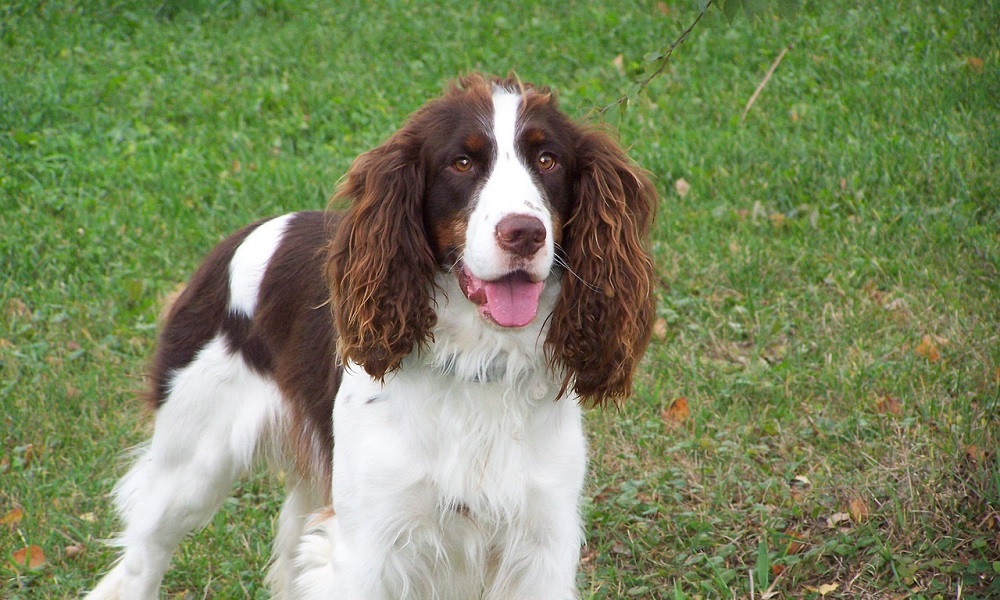 Top 20 Spotted Dog Breeds – Dog Guide Reviews