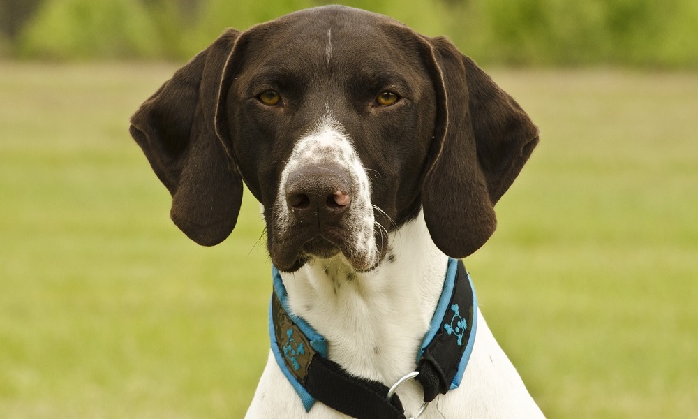 Top 20 Spotted Dog Breeds – Dog Guide Reviews