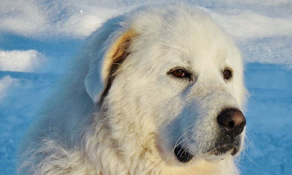 Top 20 Spotted Dog Breeds – Dog Guide Reviews