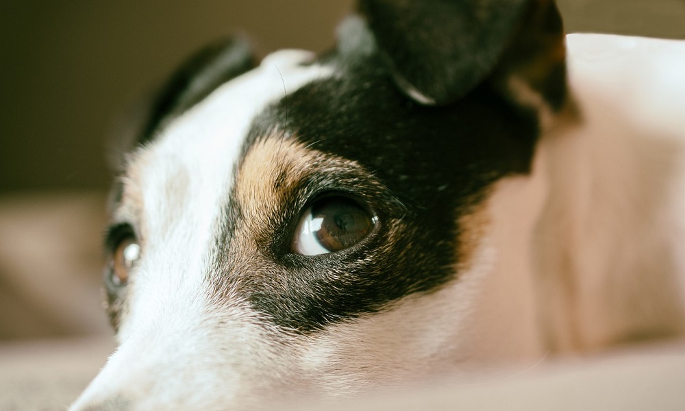 Top 20 Spotted Dog Breeds – Dog Guide Reviews