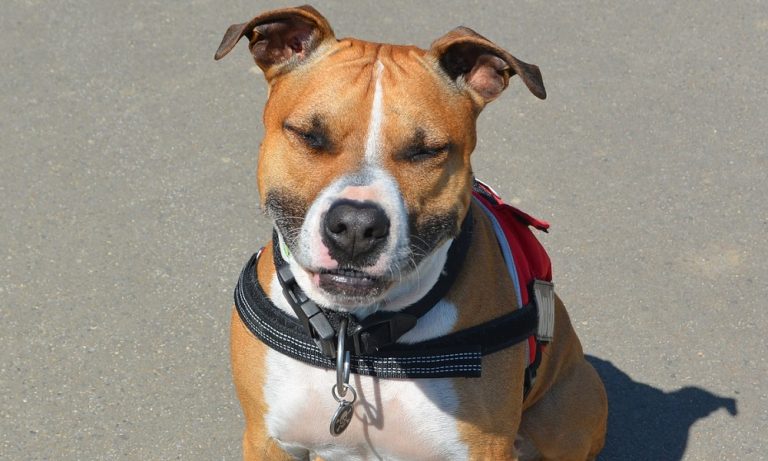 Top 20 Spotted Dog Breeds – Dog Guide Reviews