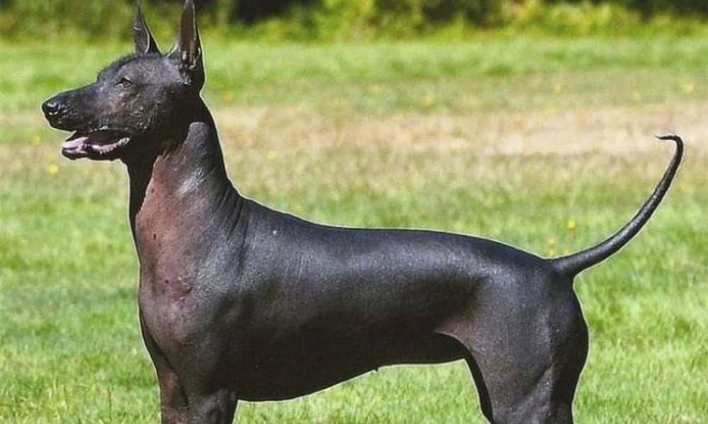 10 Best Hairless Dog Breeds – Dog Guide Reviews