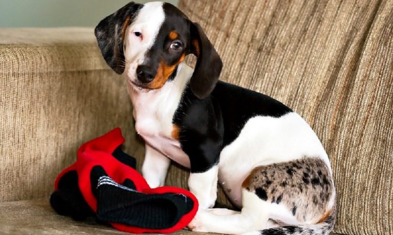 Harlequin Dog Breeds – Dog Guide Reviews