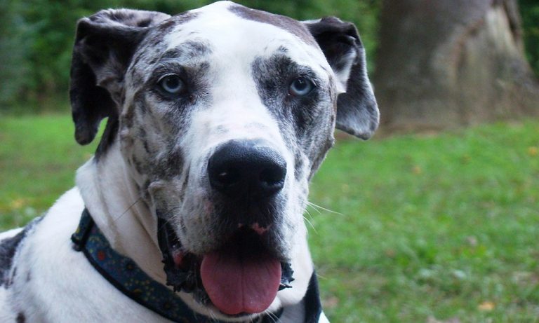 Harlequin Dog Breeds – Dog Guide Reviews