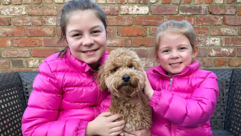 What Breed is Waffle the Wonder Dog?