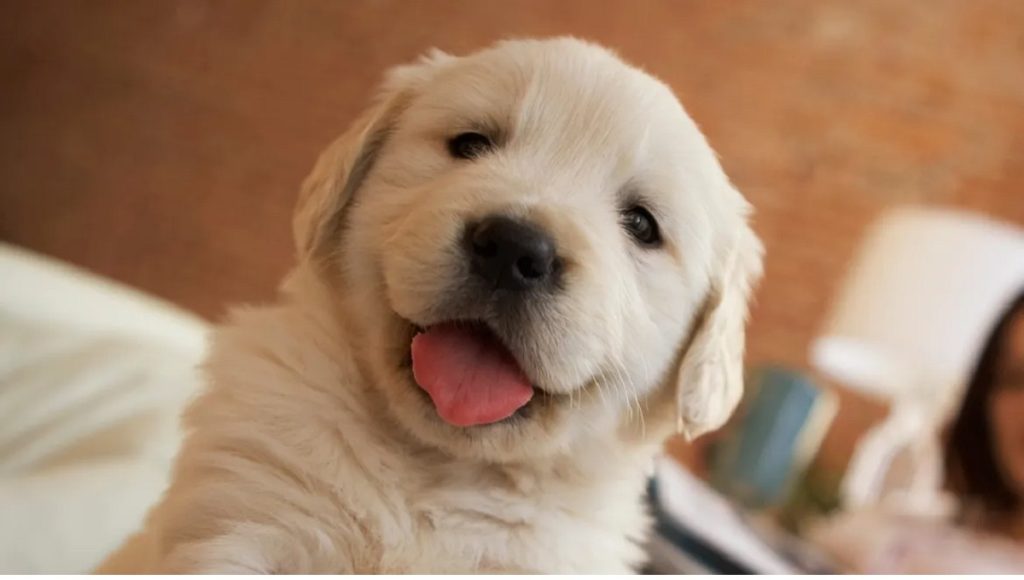 What Do You Call a Magical Dog? – Pet Help Reviews UK