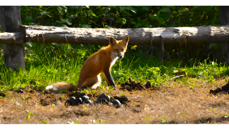 Why Do Dogs Eat Fox Poo? – Dog Guide Reviews
